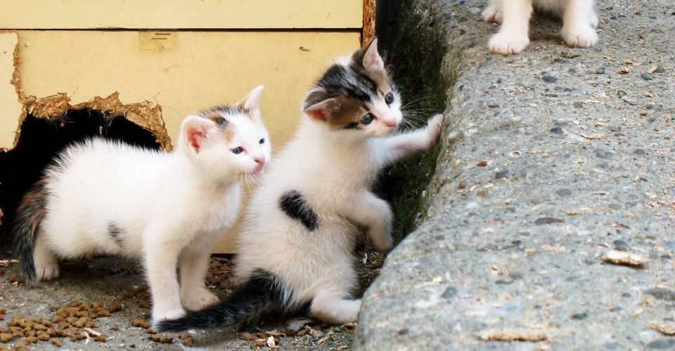 Kedi – The Steel Frog Blog